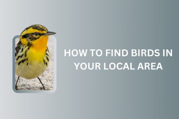 Endemic Birds – Konkoit